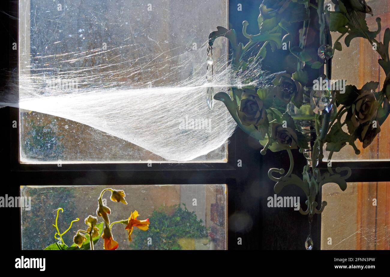 The home of a very large spider (visible near top left of image 2FNN3K7 ...