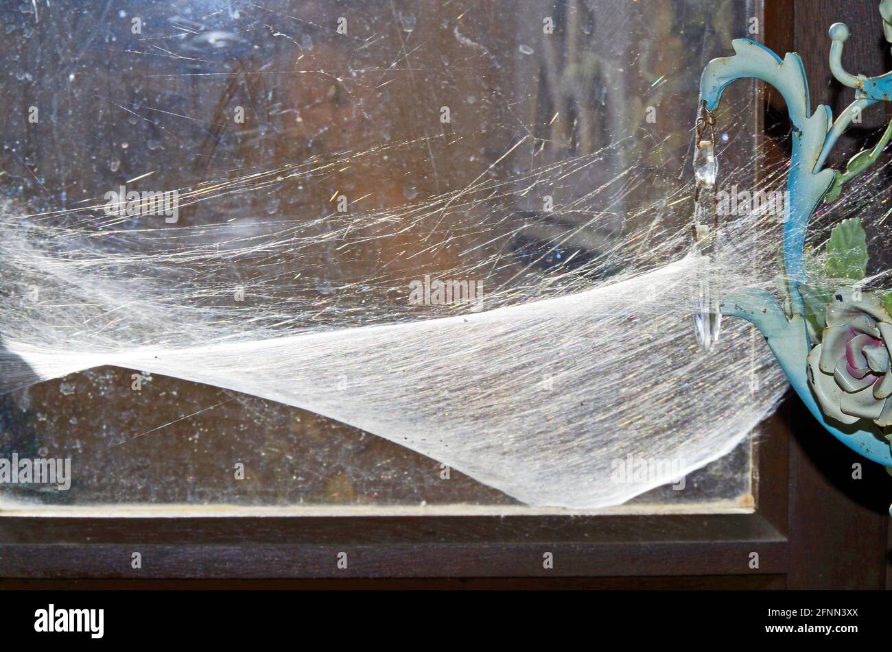 The home of a very large spider (visible near top left of image 2FNN3K7 ...