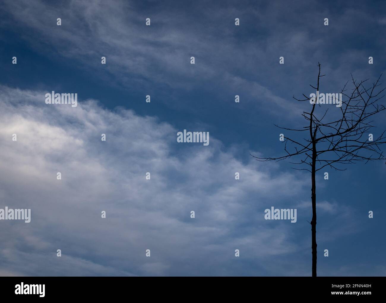 Isolate dead tree in sky background showing the true cycle of nature ...