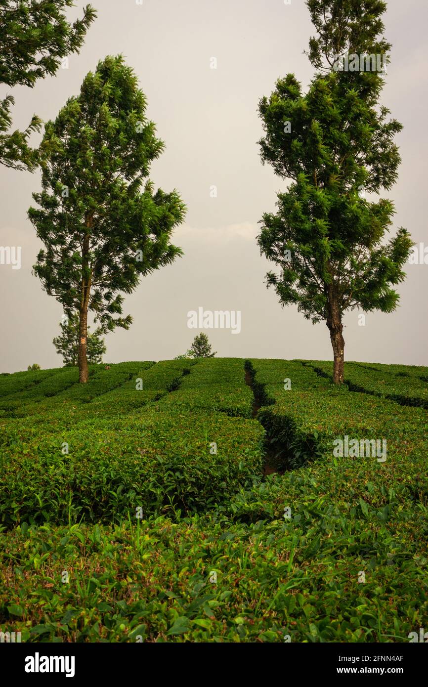 Tea gardens in the foothills of western ghat image take at India. The ...
