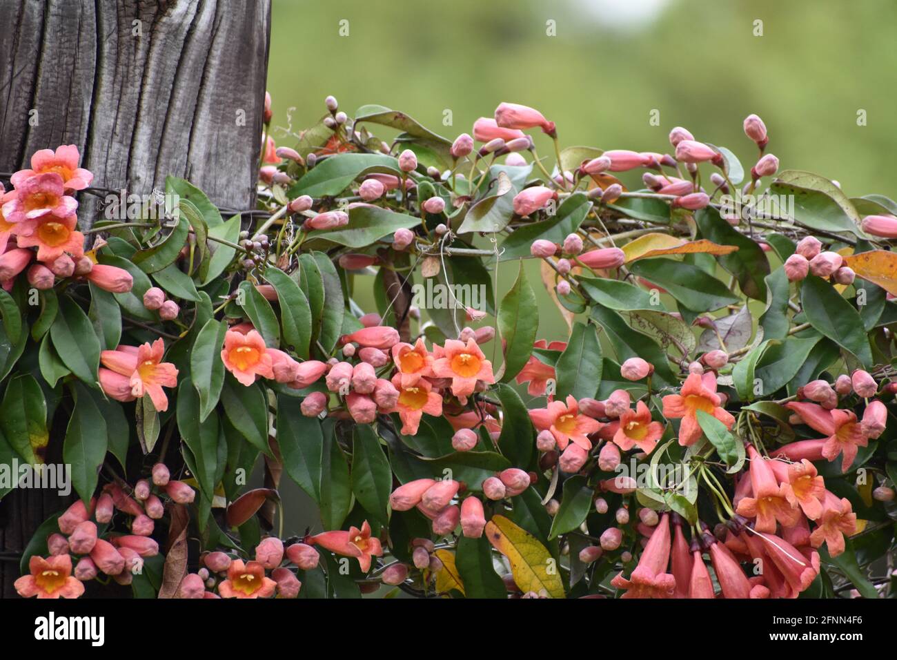 Cross vine on a fence in Texas Stock Photo - Alamy
