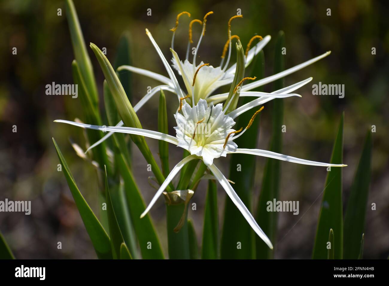 Spider lily hymenocallis littoralis hi-res stock photography and images ...