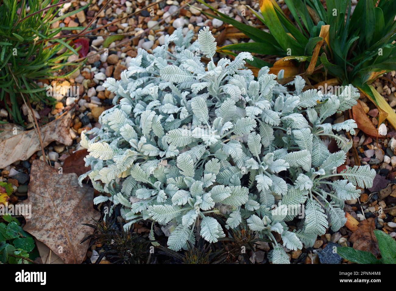 Partridge feather (Tanacetum densum ssp. amani Stock Photo - Alamy