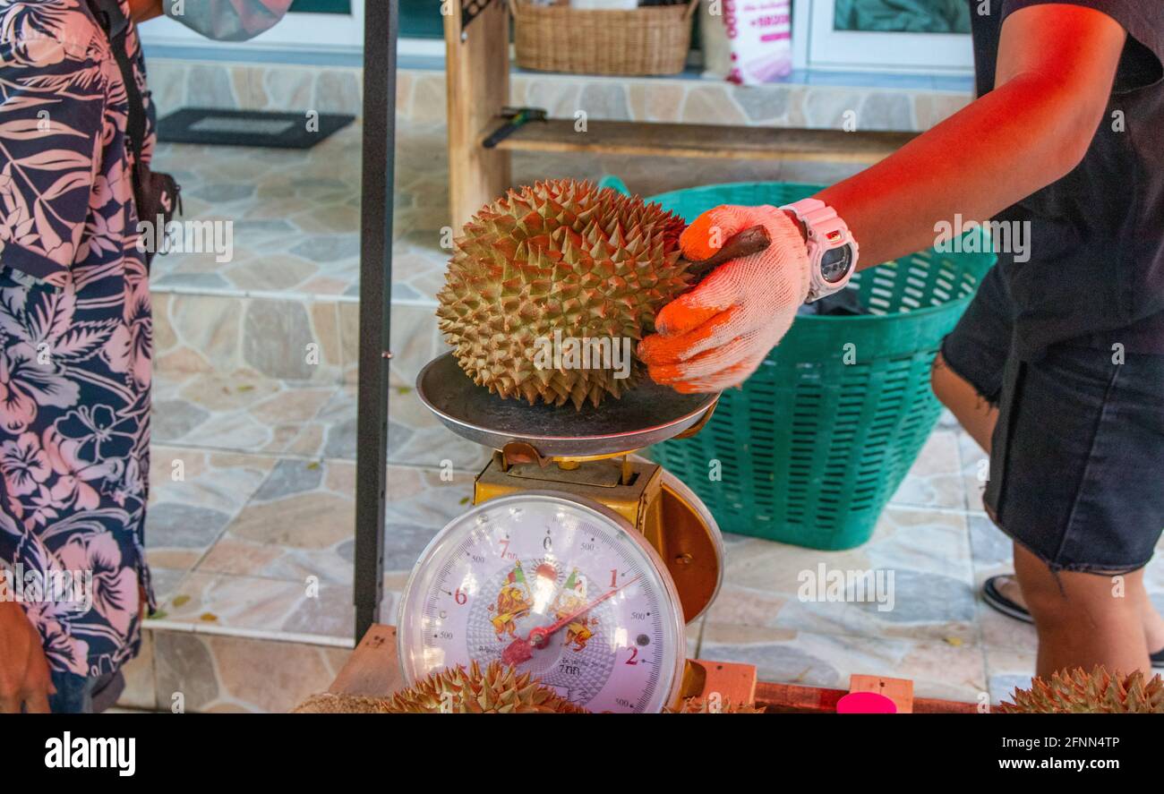 Person putting a durian fruit on the scales Stock Photo - Alamy