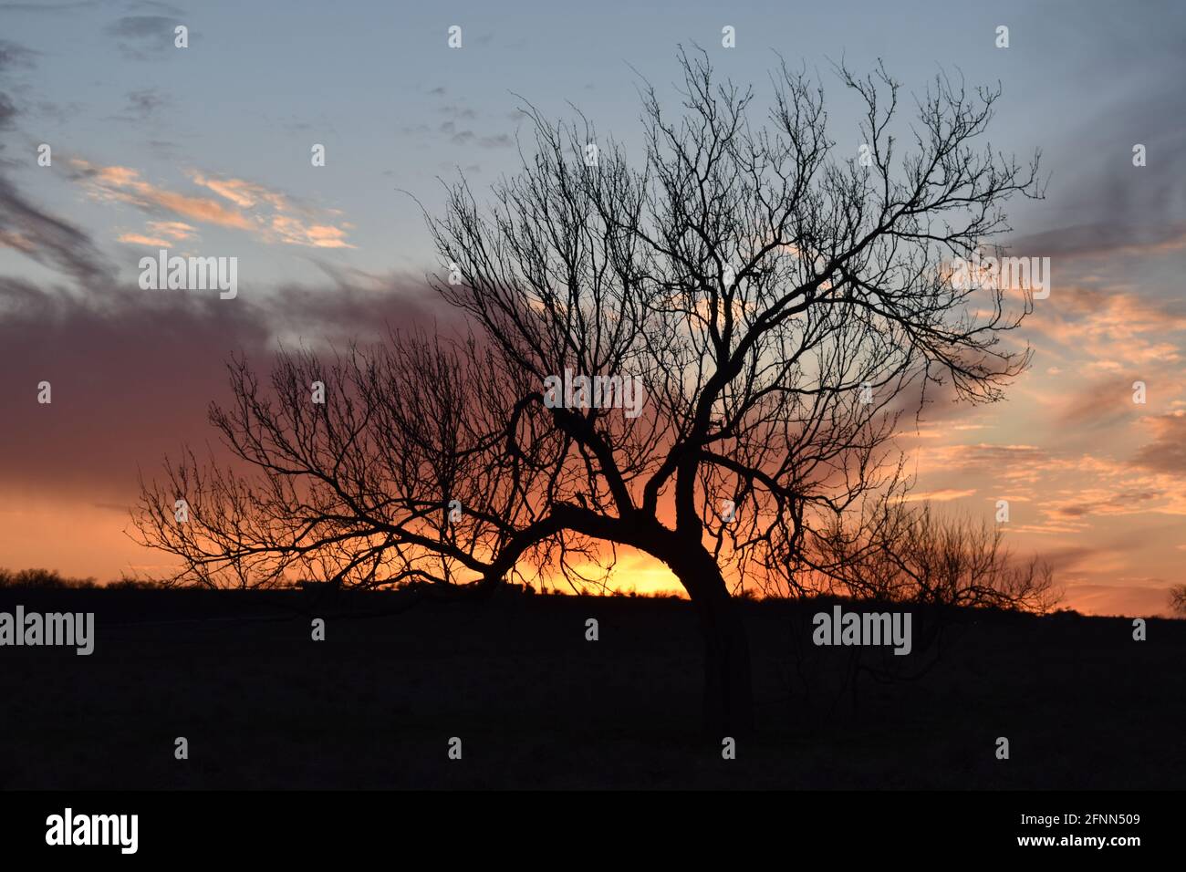 Sunset through a bent tree Stock Photo - Alamy