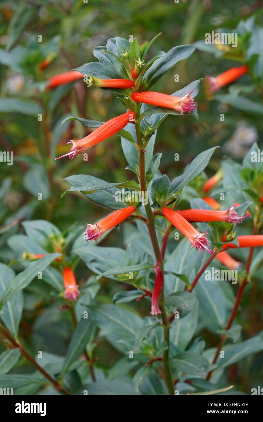 Cigar plant (Cuphea ignea). Called Cigar flower, Firecracker plant and ...