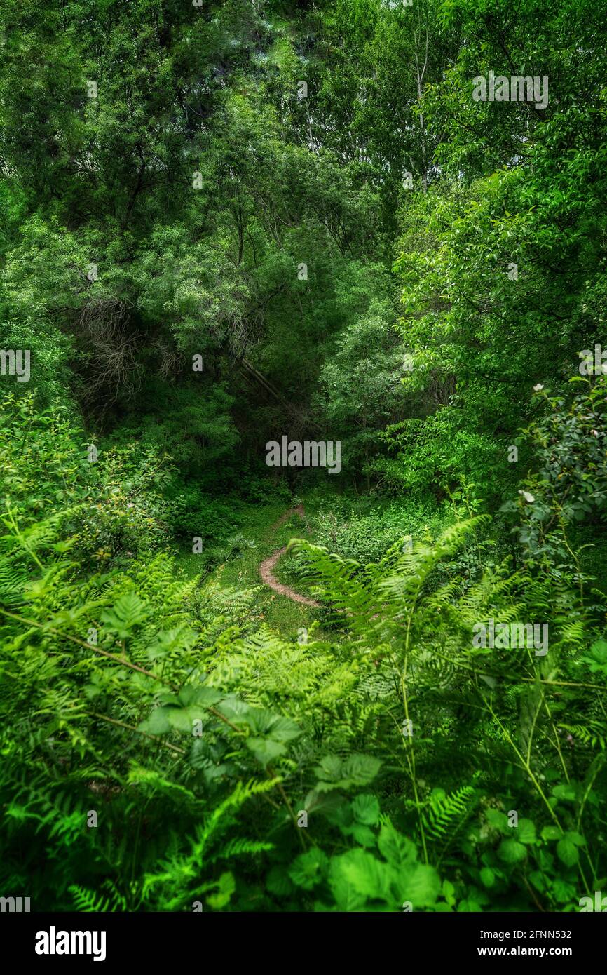 Trail hidden in the thick of lush green trees in the mysterious forest ...