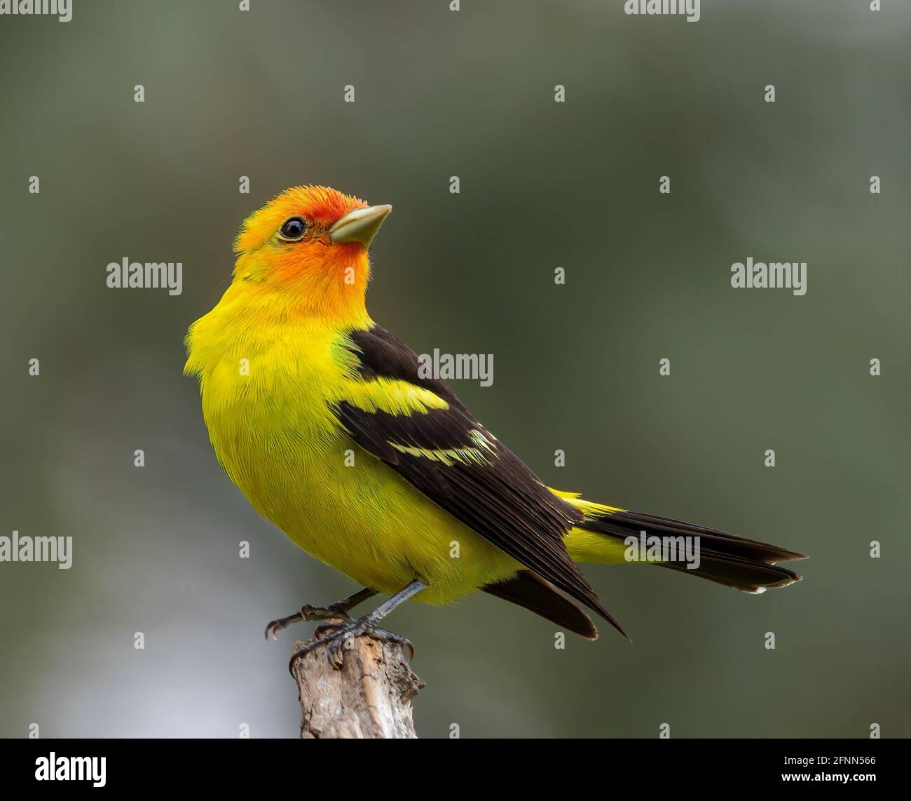 Western Tanager High Resolution Stock Photography and Images - Alamy