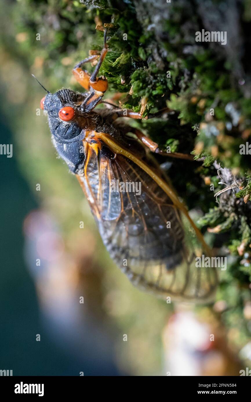 A red-eyed 17-year cicada completes its transformation as it clings to ...