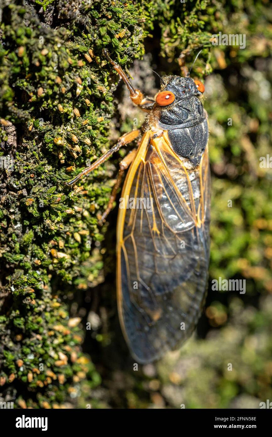 17 year locusts hi-res stock photography and images - Alamy