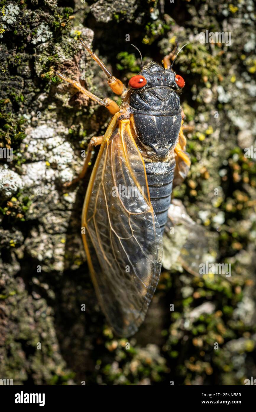 A red-eyed 17-year cicada completes its transformation as it clings to ...