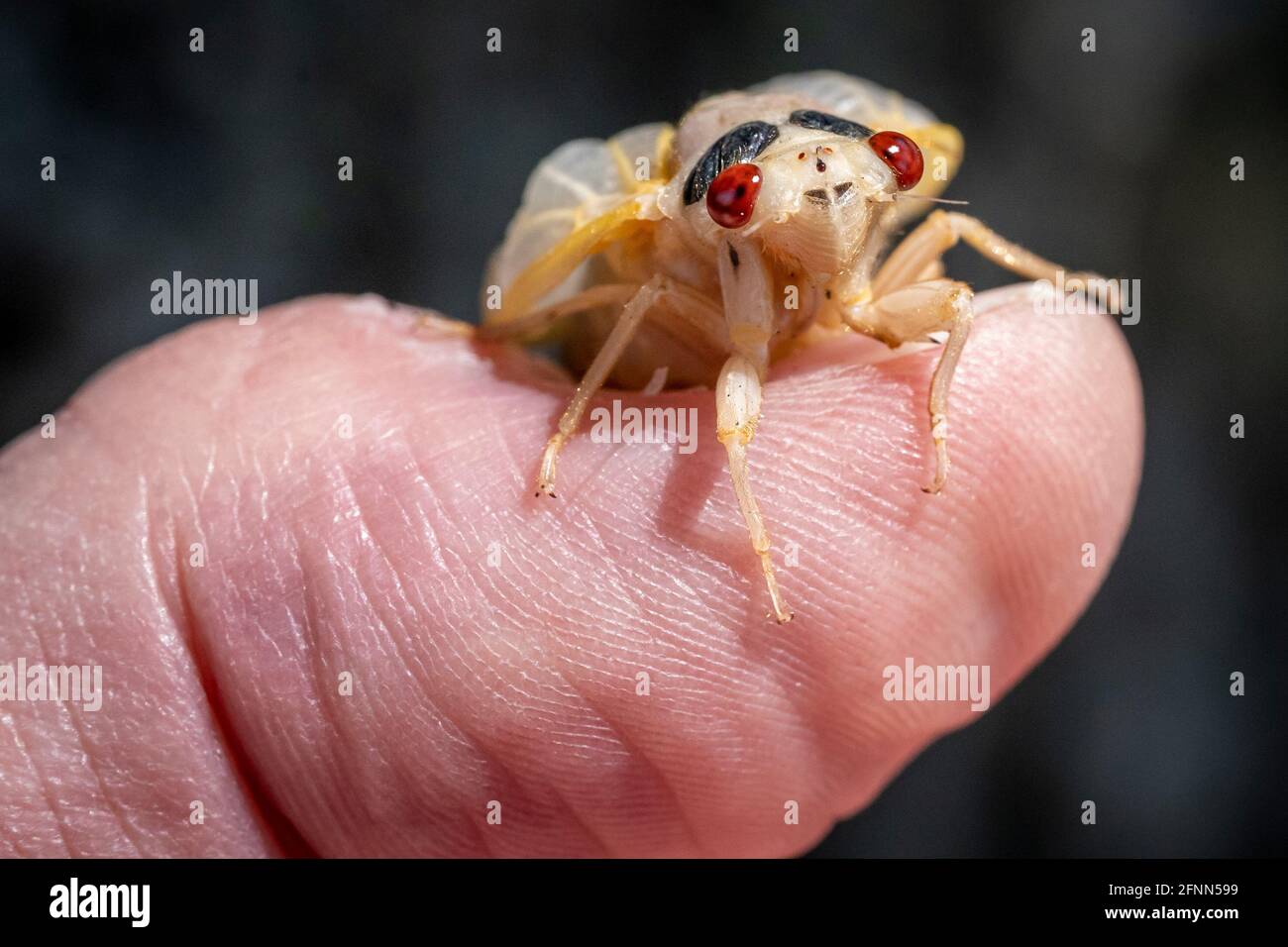 A young, newly transformed 17-year cicada perched on a human thumb ...