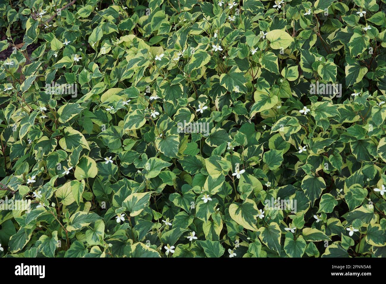 Chameleon plant (Houttuynia cordata 'Chameleon' Stock Photo - Alamy