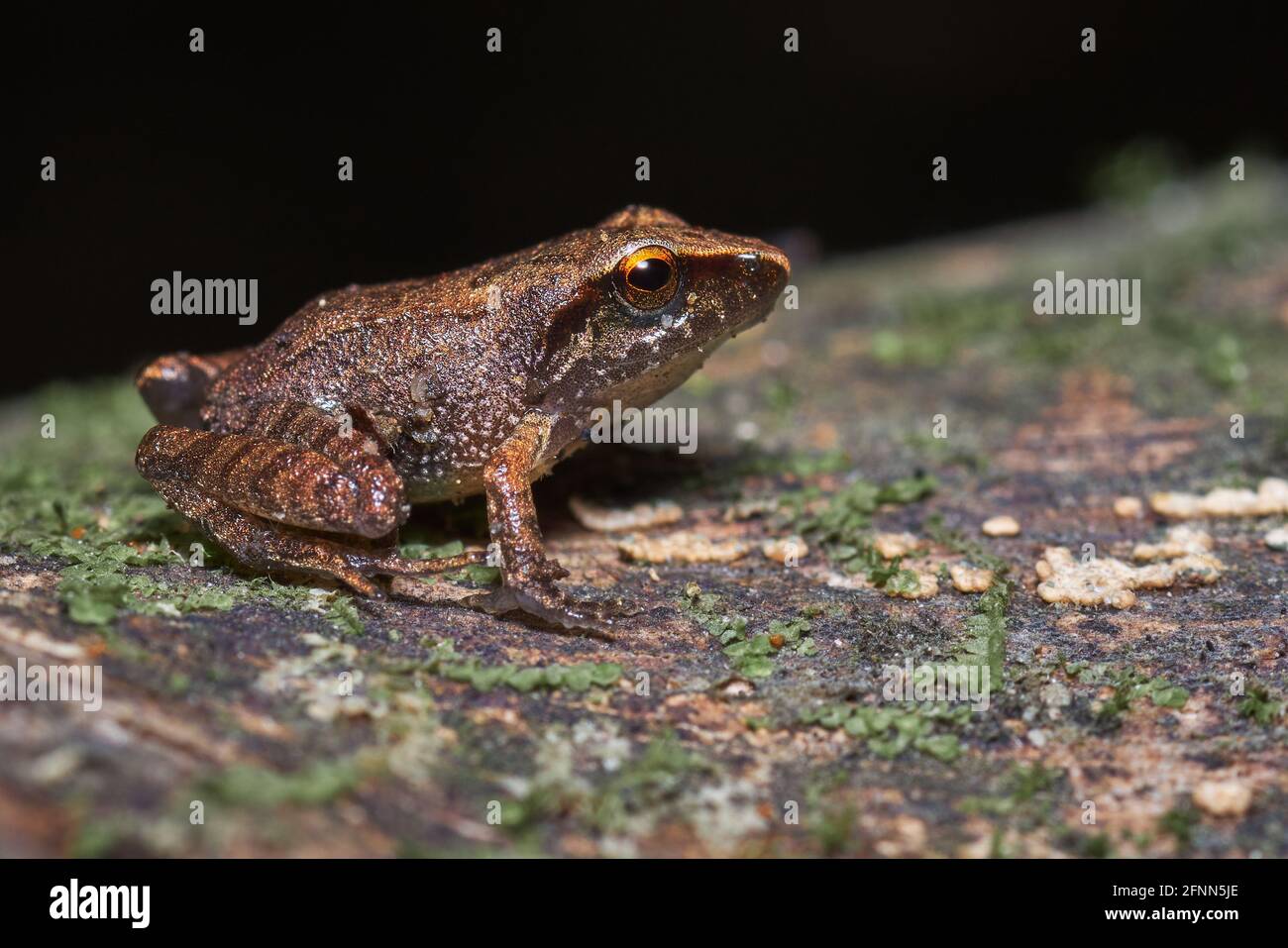 Little frog perched on a dry tree full of moss Stock Photo - Alamy