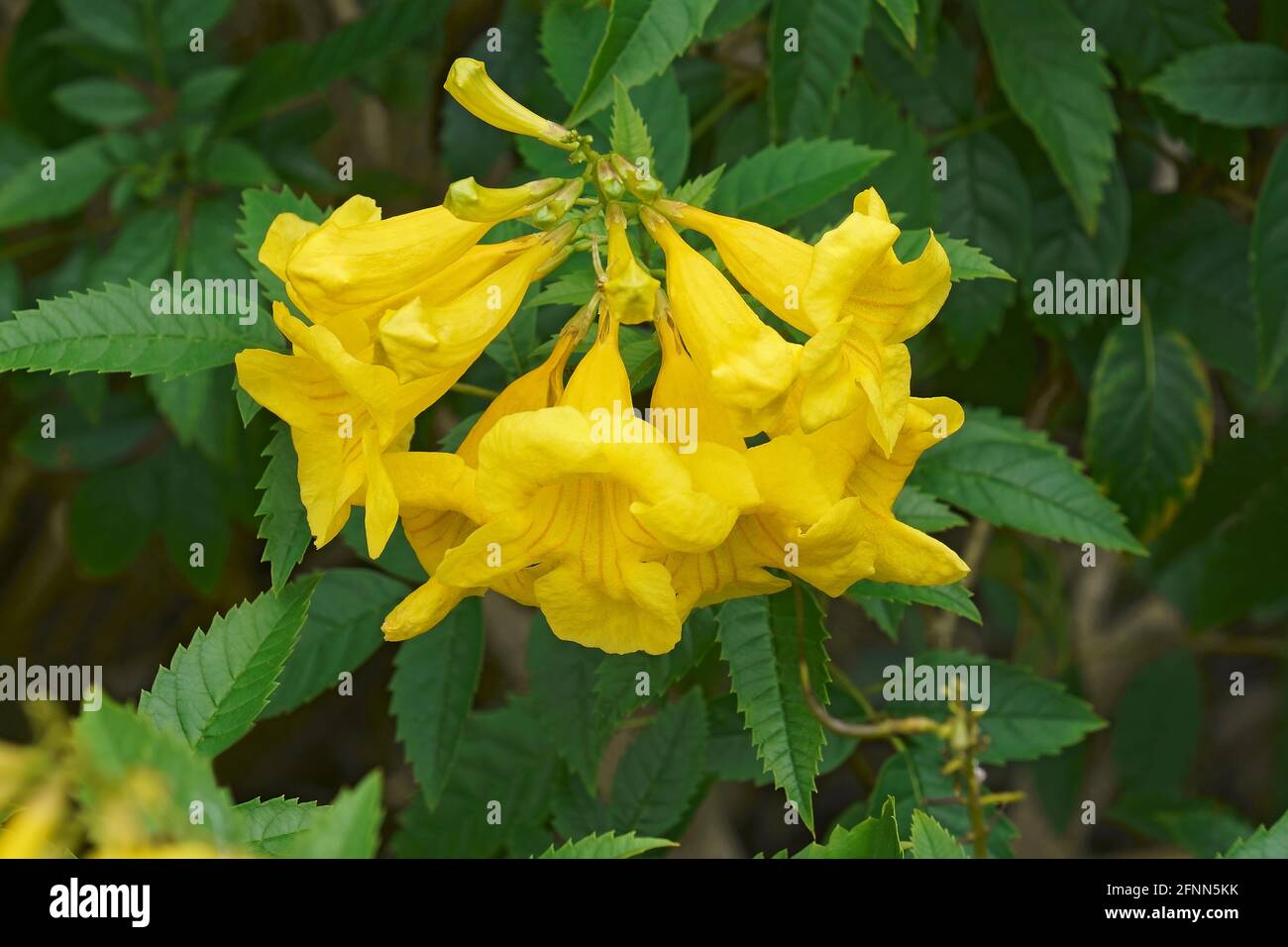 Yellow trumpetbush (Tecoma stans). Called Yellow bells, Yellow elder ...