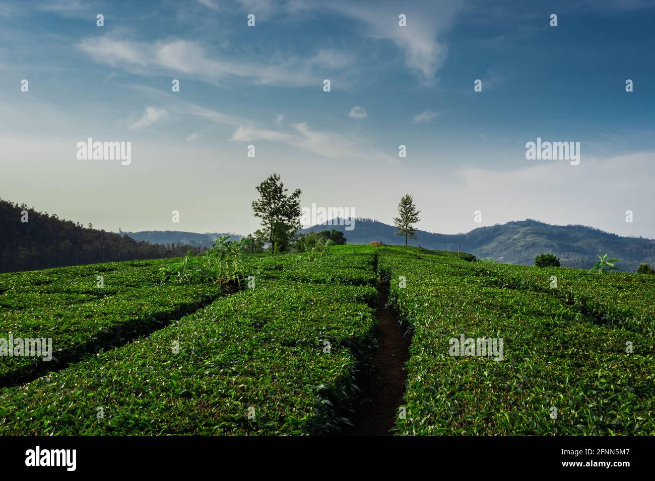 Tea gardens in the foothills of western ghat image take at India. The ...