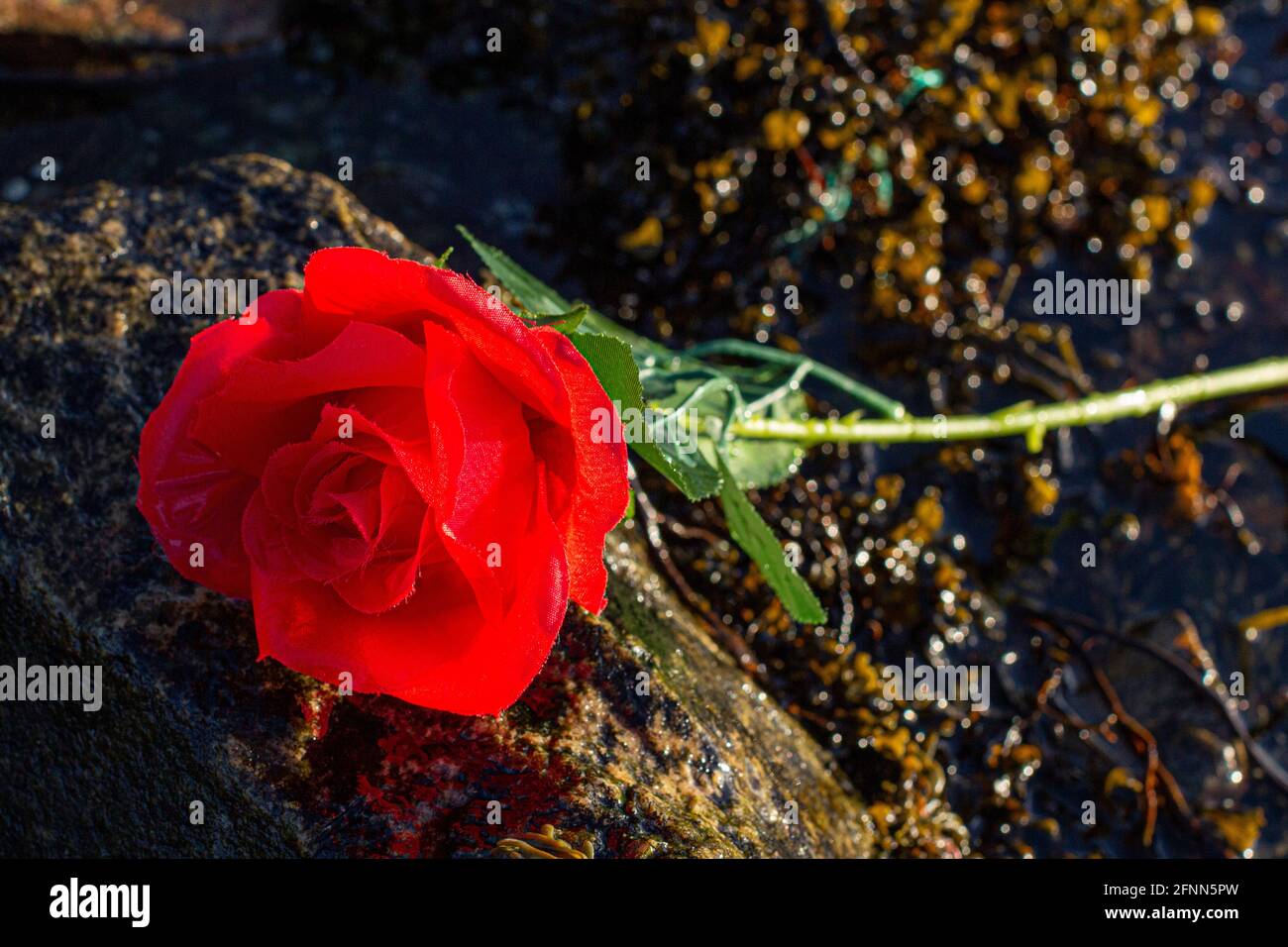 Bright_red hi-res stock photography and images - Alamy