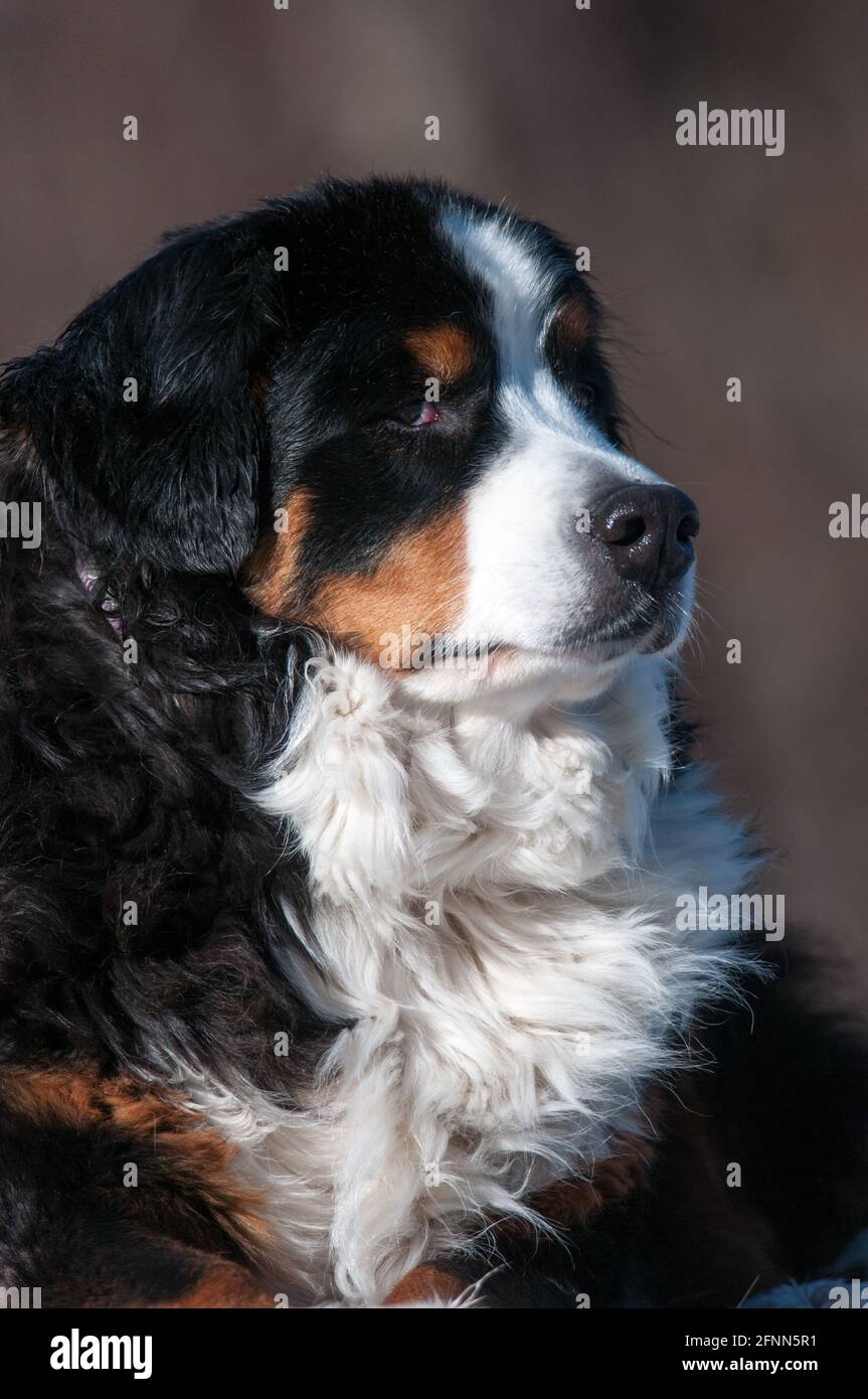 Female Bernese Mountain Dog Portrait Stock Photo - Alamy