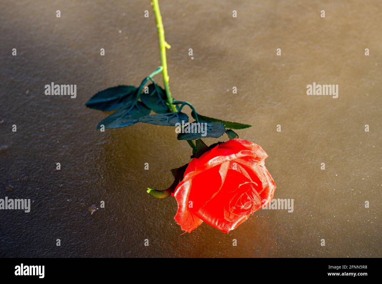 Red rose on ice Stock Photo - Alamy