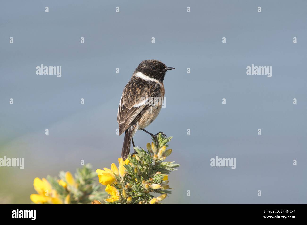Male common stonechat (Saxicola torquatus Stock Photo - Alamy