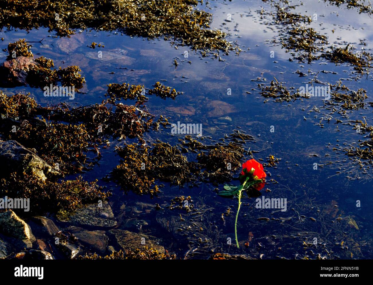 Red Rose In Sea With Seaweed Stock Photo - Alamy