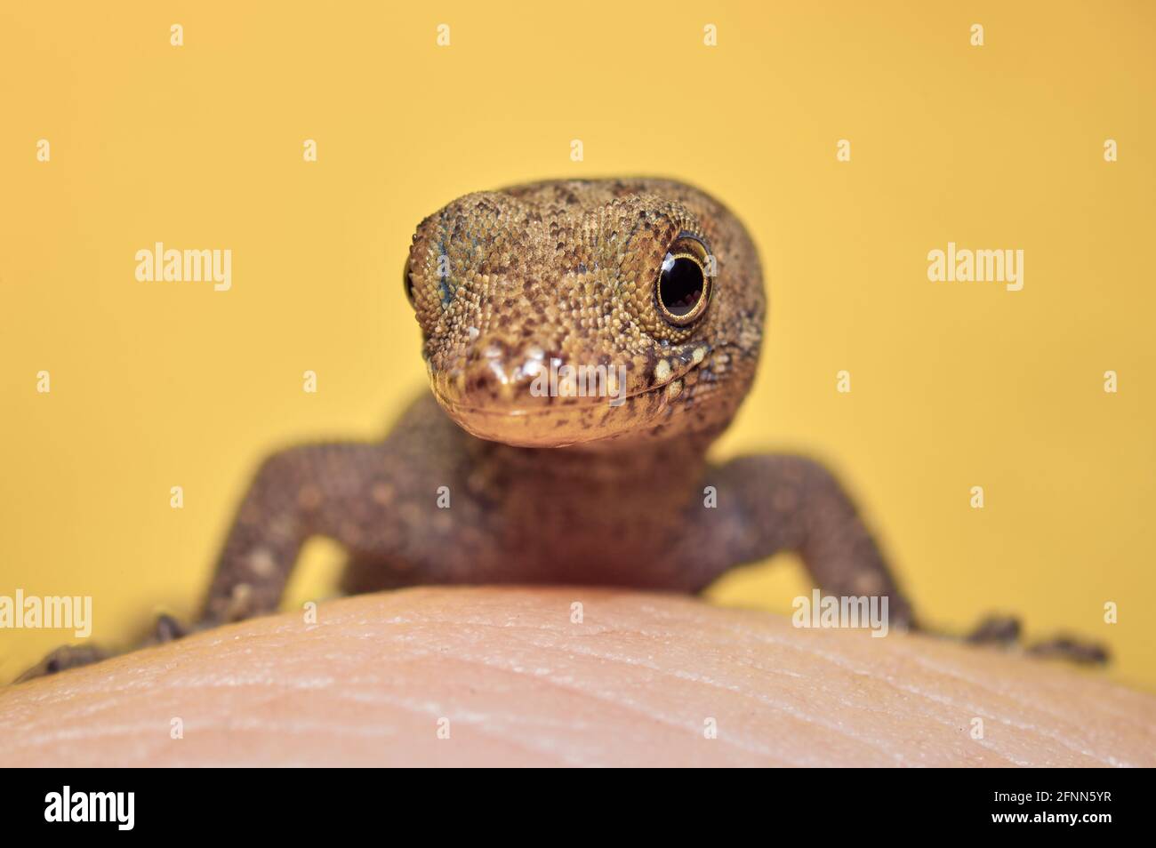 Yellow headed gecko gonatodes albogularis hi-res stock photography and ...