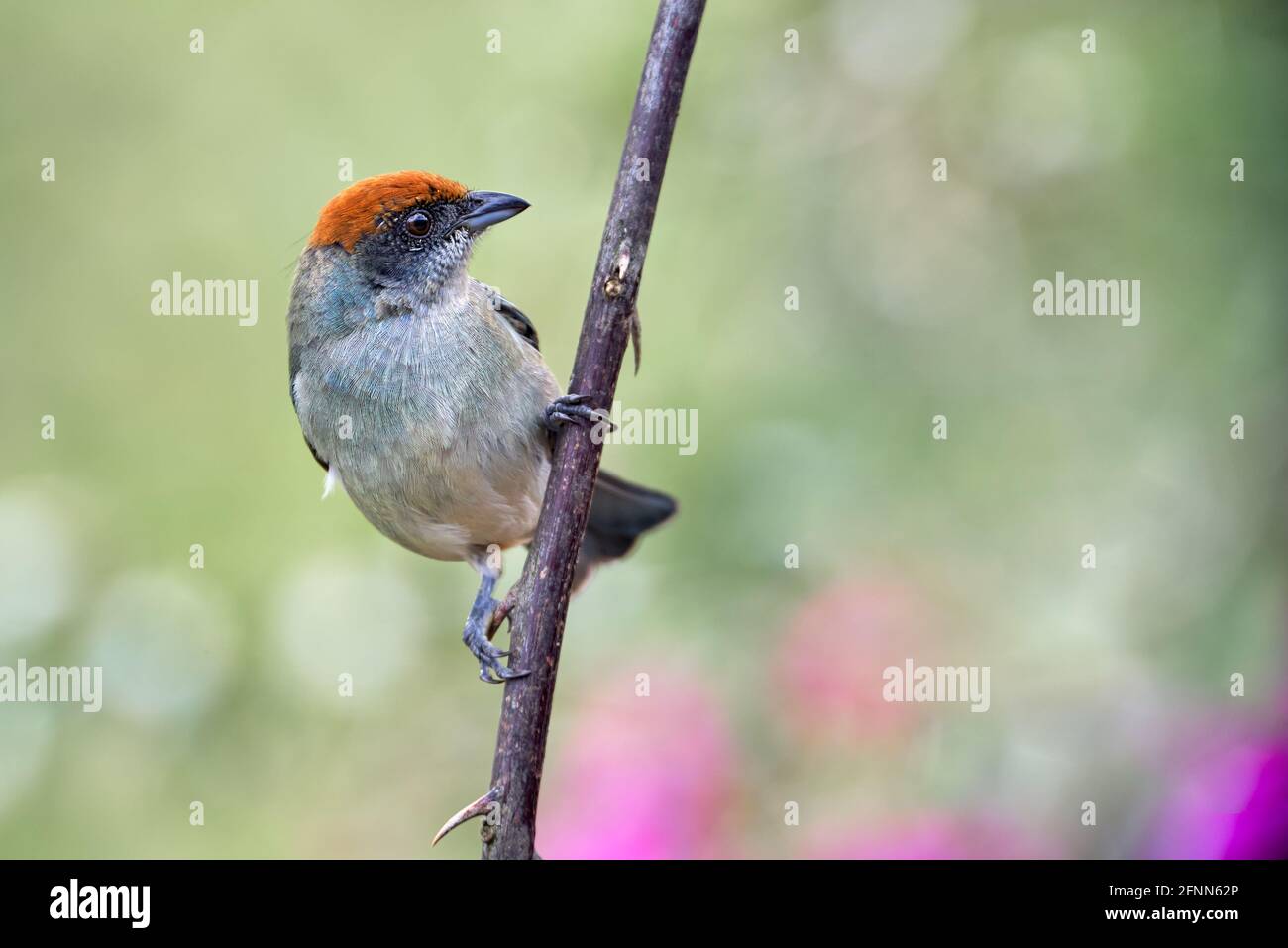 Endemic birds of the andes hi-res stock photography and images - Alamy