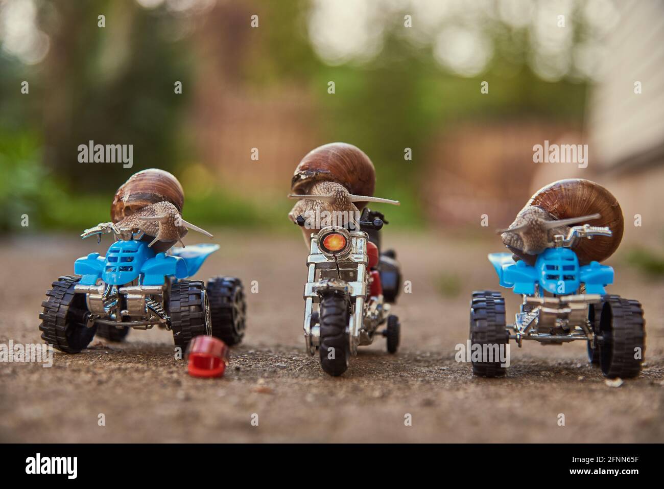 Three large garden snails sit on a toy motorcycle and quad bikes ...