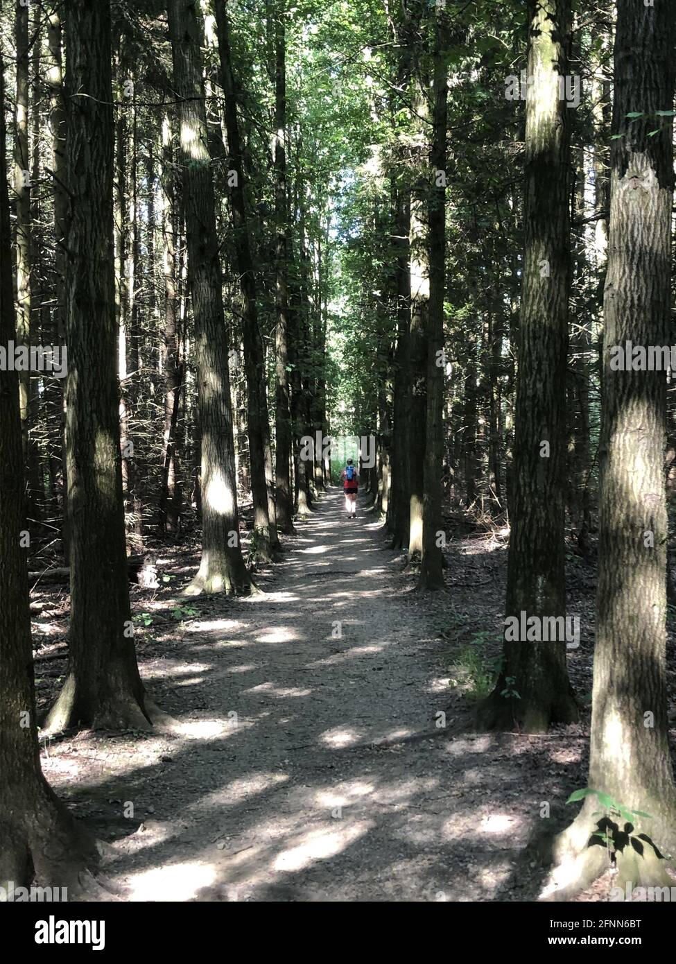 Person walking among the symmetrical trees in the middle of a forest ...