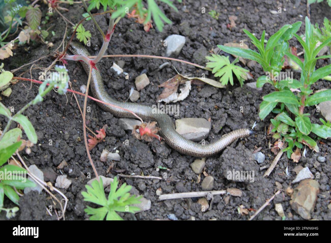 Baby slow worm hi-res stock photography and images - Alamy