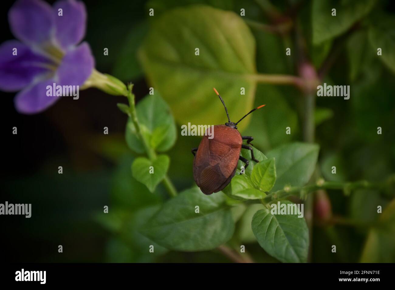 A little bug Stock Photo - Alamy