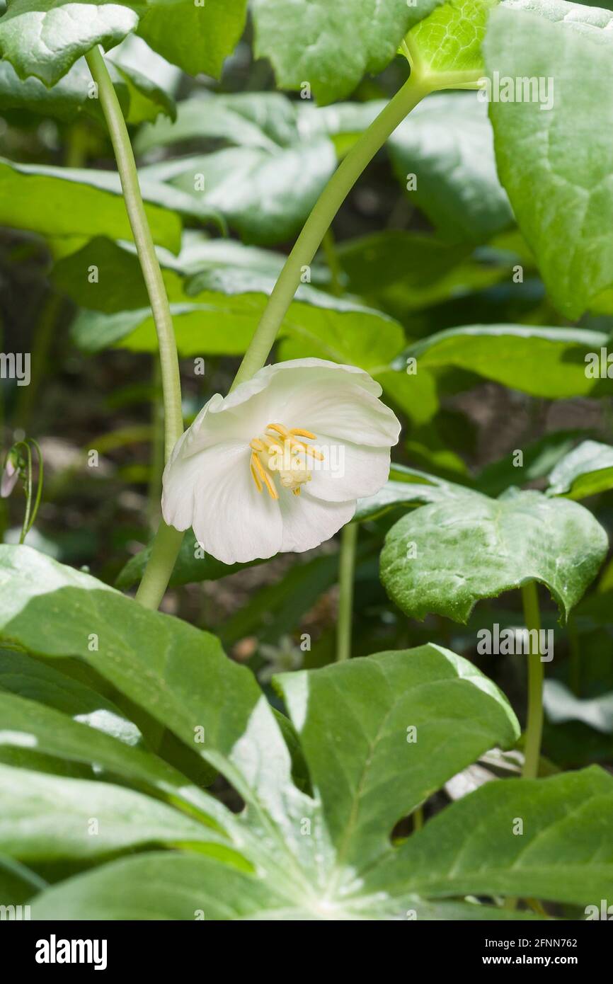 Mayapple (Podophyllum peltatum). Called American mandrake, Wild ...
