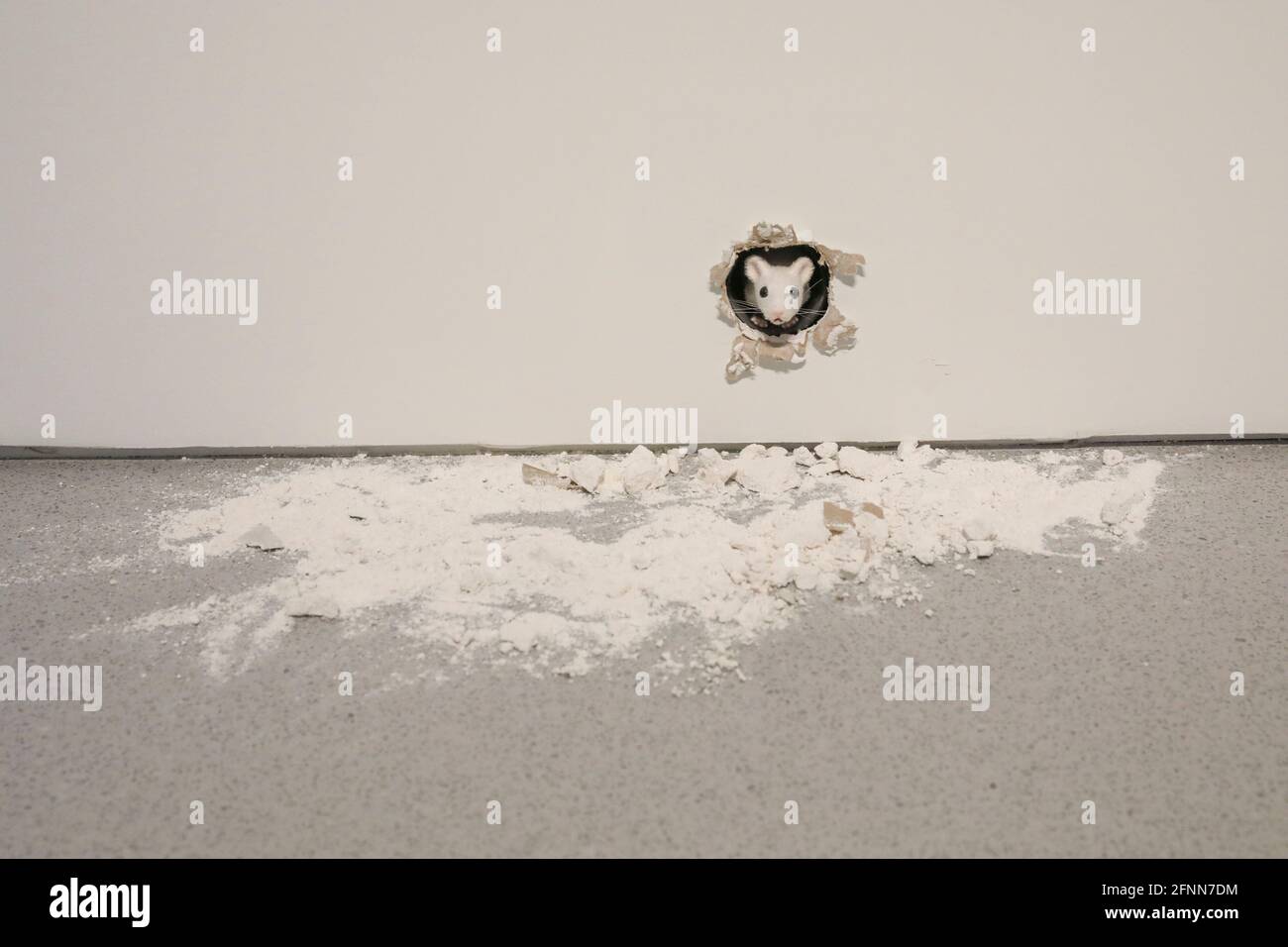 Mouse hole collection hi-res stock photography and images - Alamy