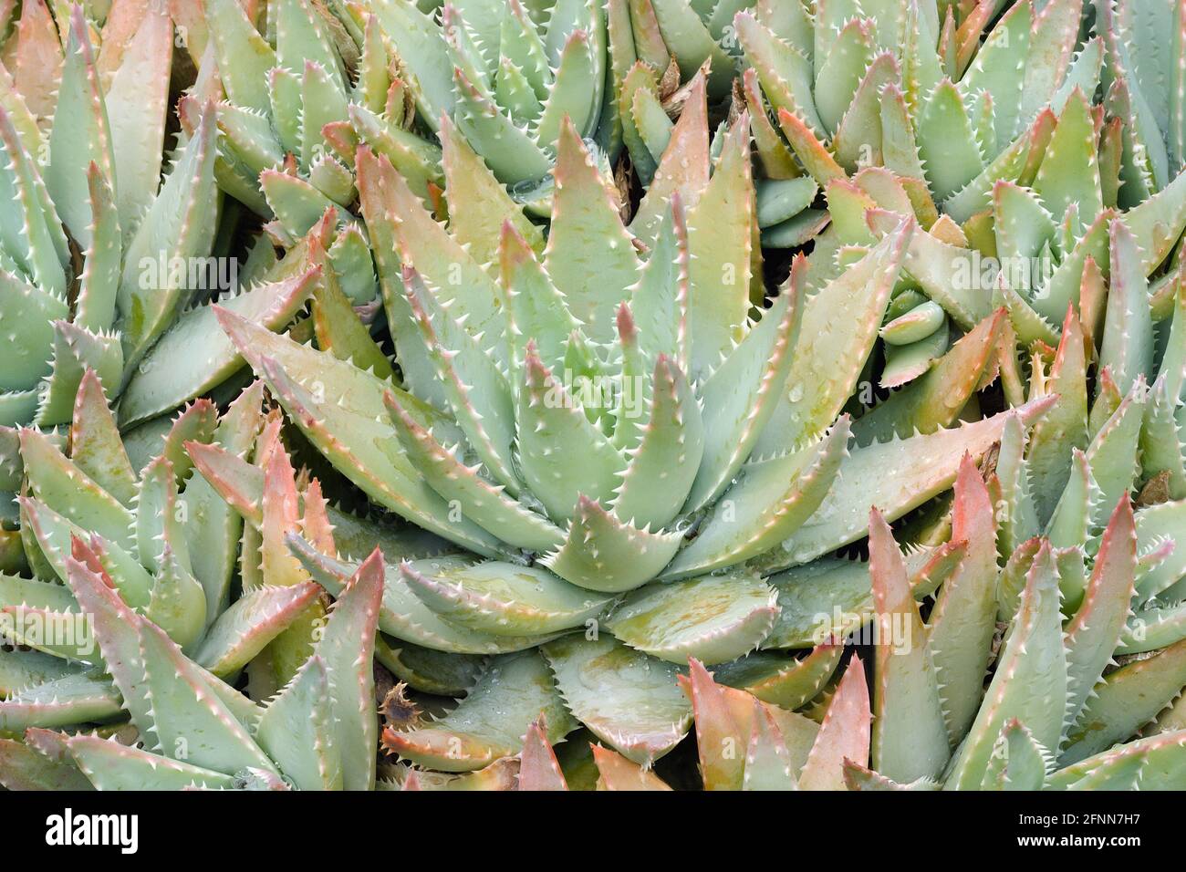 Short-leaved aloe (Aloe brevifolia). Known also as Kleinaalwyn Stock ...