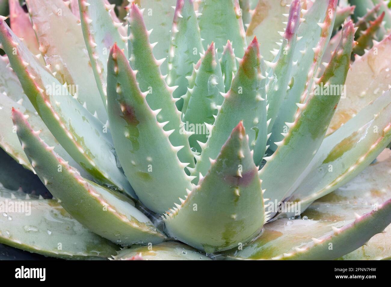 Short-leaved aloe (Aloe brevifolia). Known also as Kleinaalwyn Stock ...