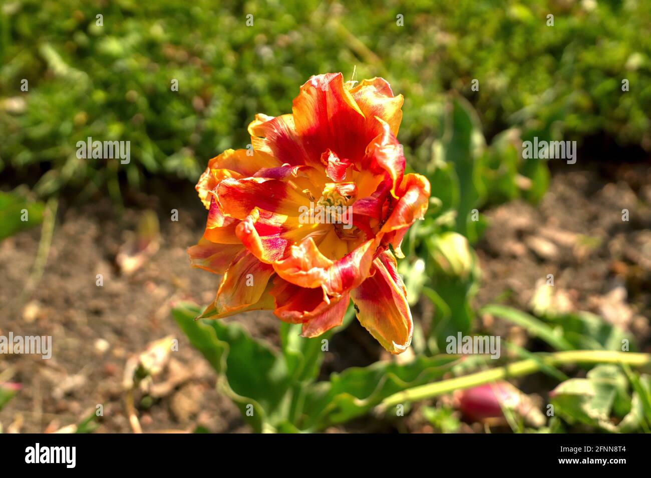 Flower wallpaper 4k hi-res stock photography and images - Alamy