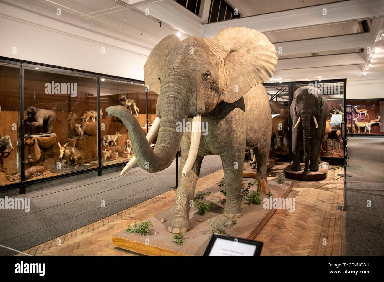 Cape Town. 18th May, 2021. Photo taken on May 18, 2021 shows specimens ...