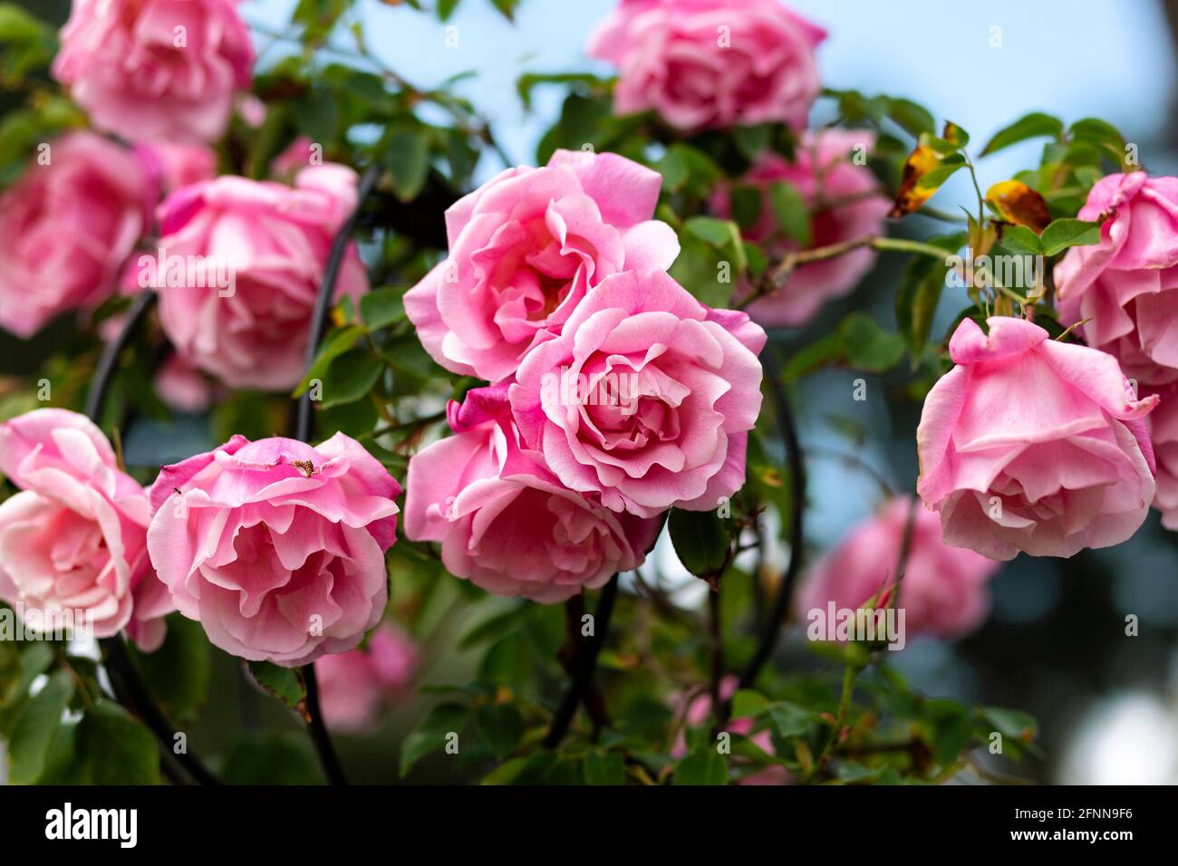 beautiful rose bush flowering in the garden Stock Photo - Alamy