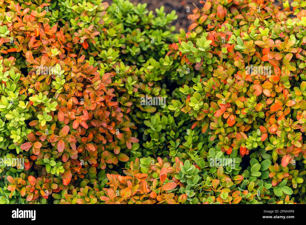 Orange and green leaves hi-res stock photography and images - Alamy