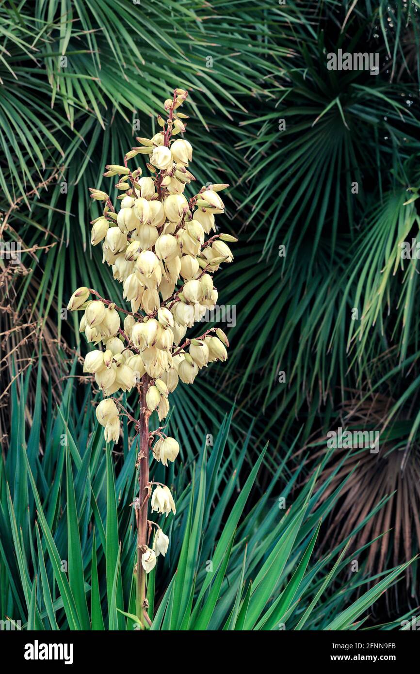 creamy spanish dagger on green palm Stock Photo - Alamy