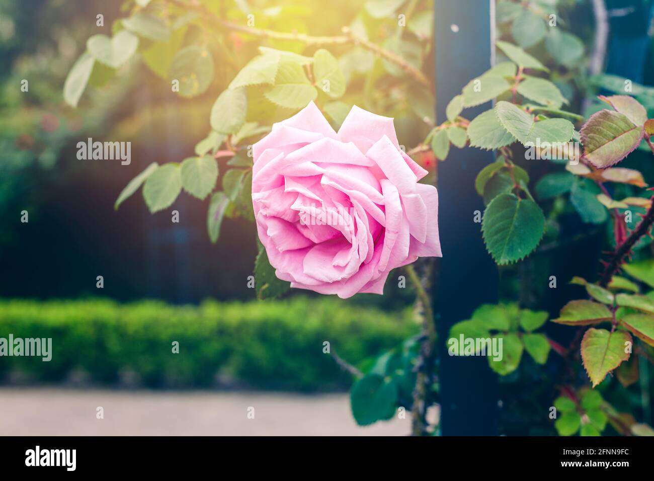 beautiful rose bush flowering in the garden Stock Photo - Alamy