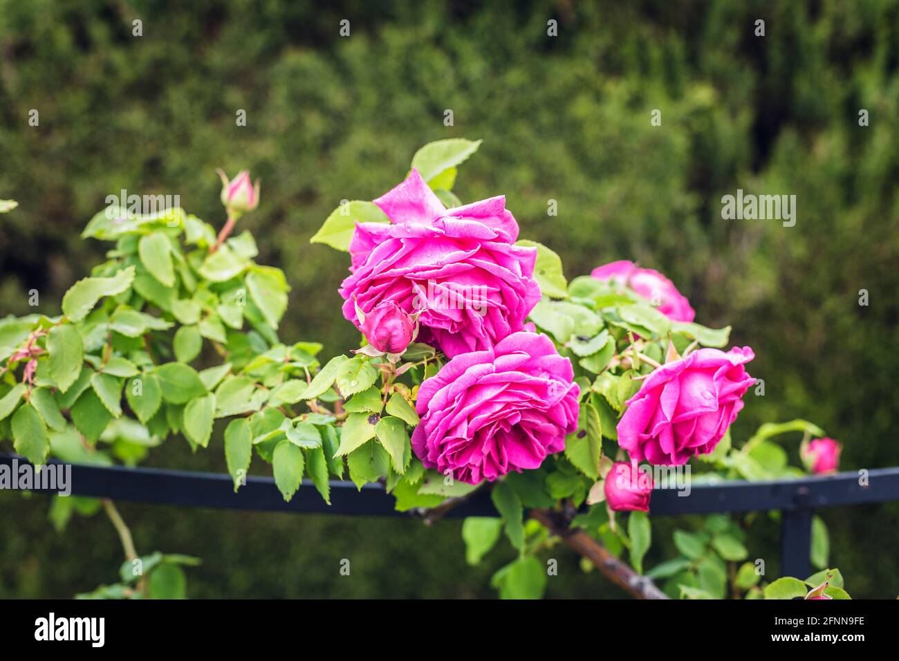 beautiful rose bush flowering in the garden Stock Photo - Alamy