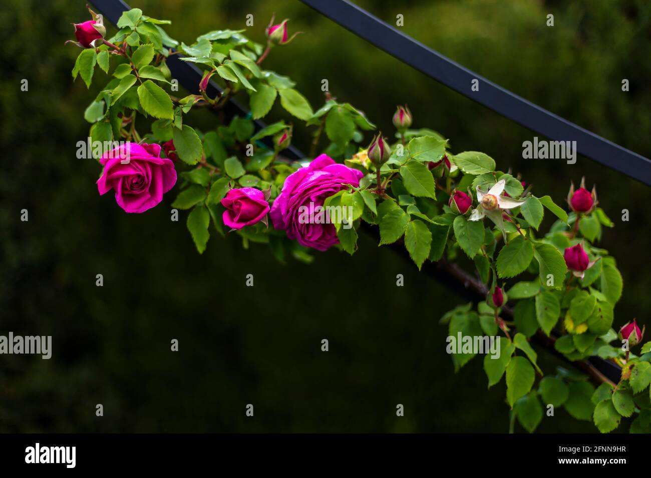 Beautiful blossoming roses hi-res stock photography and images - Alamy