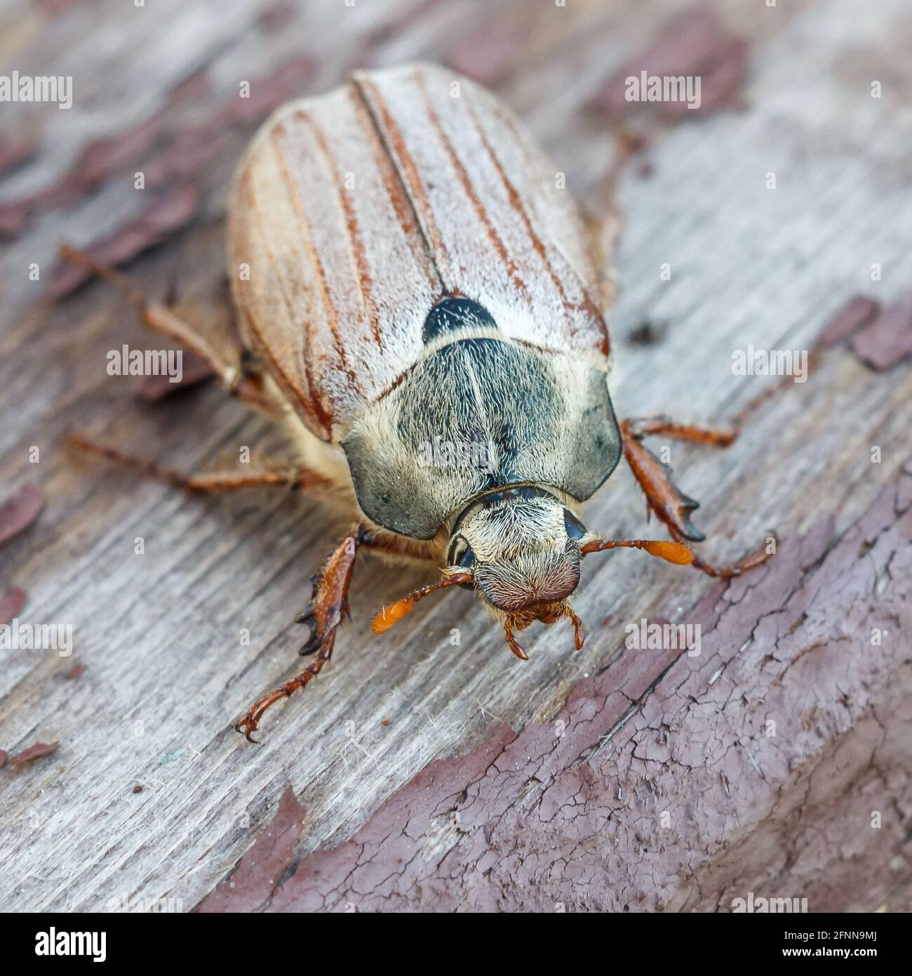 Old beetle close view hi-res stock photography and images - Alamy
