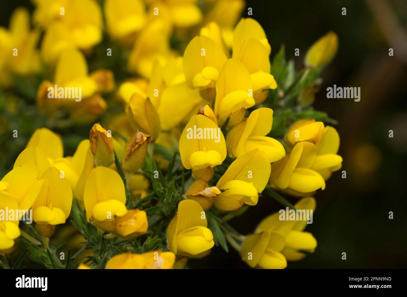 Gorse thickets hi-res stock photography and images - Alamy