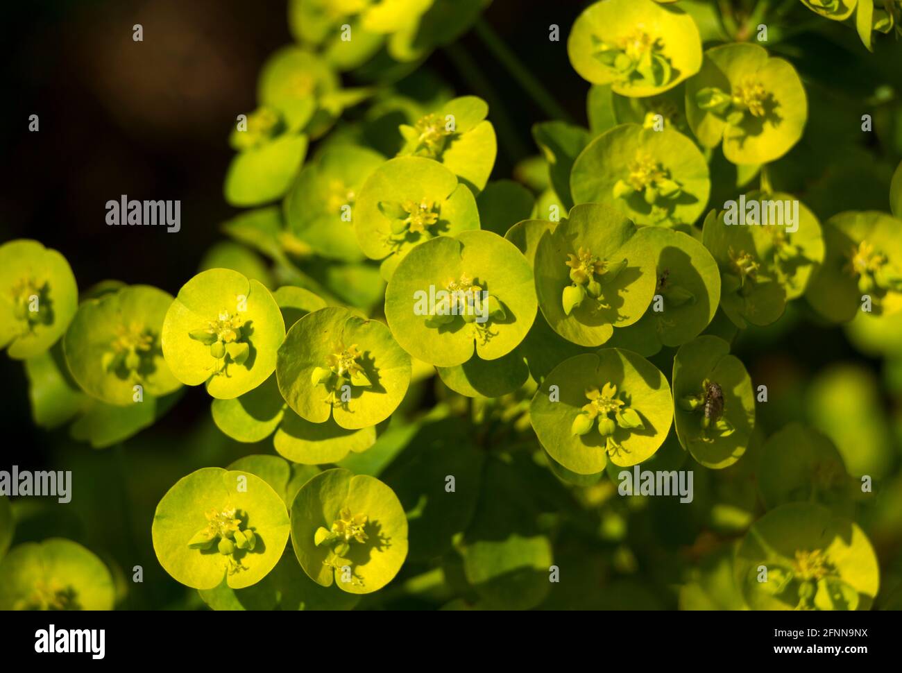Wood Spurge is a member of the Euphorbia family with unique cyathium ...
