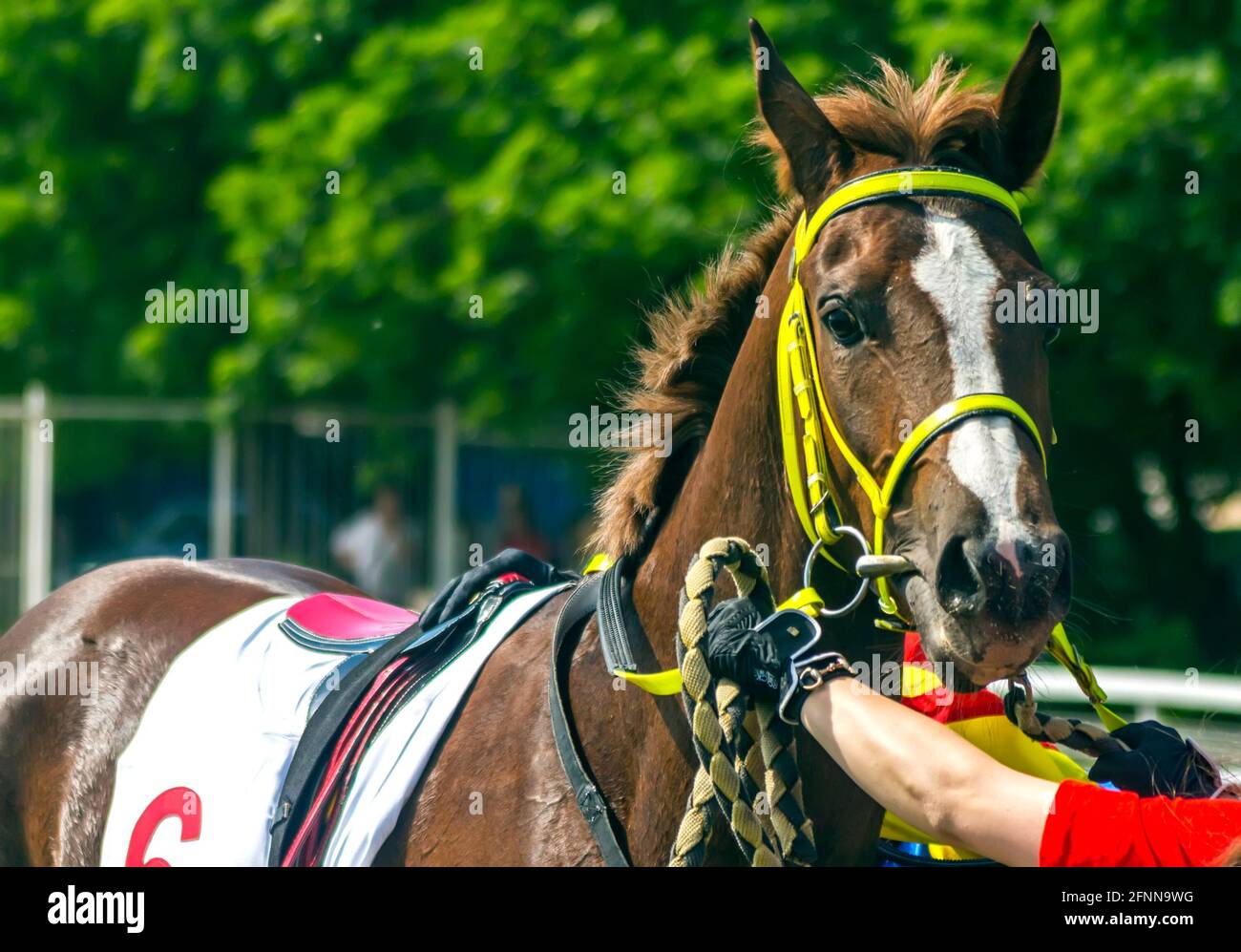 Purple bridle hi-res stock photography and images - Alamy