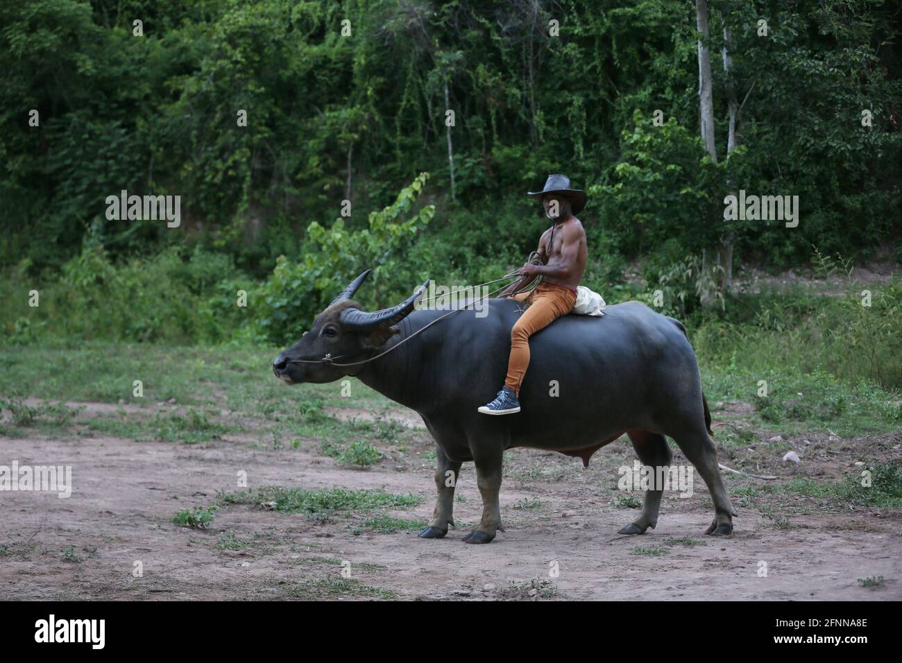 Farmer riding a buffalo on the field at countryside. this lifestyle ...