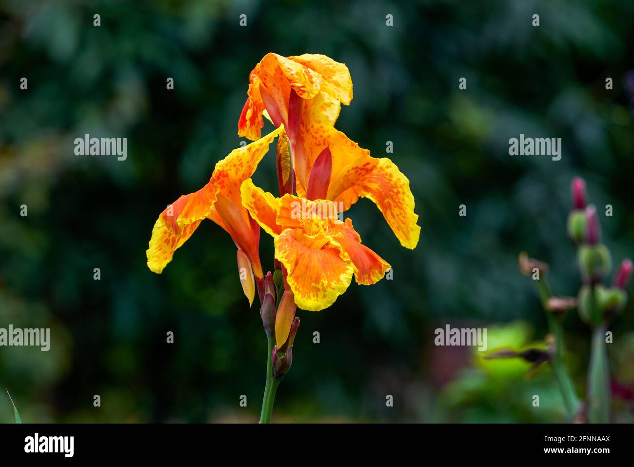 A blooming orange-red canna flower, Canna indica L Stock Photo - Alamy