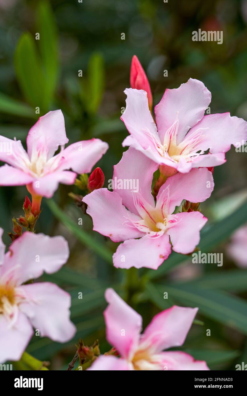 A oleander tree full of flowers, oleander flowers in full bloom Stock ...